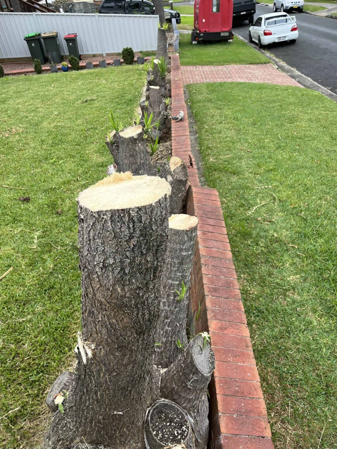 Stump Removal - Kane McKill Tree Service ☎️ 0415 126 757